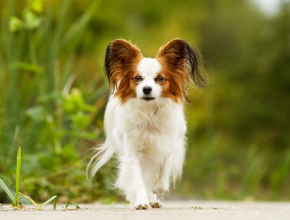 Papillon hund | Dog Breeds