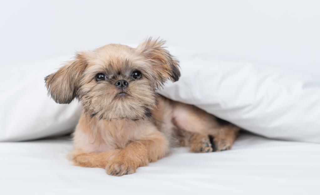 Griffon Bruxellois hund | Dog Breeds