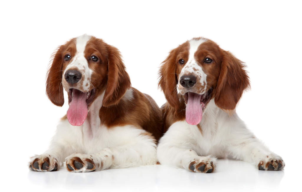Springer Spaniel (walisisk) hund | Dog Breeds