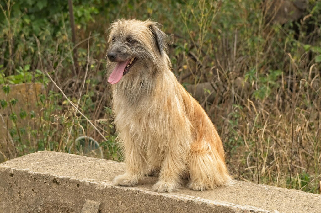 Pyrenæisk fårehund | Dog Breeds