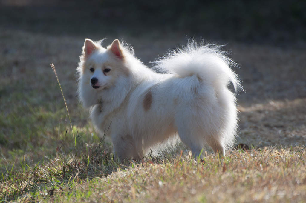 Japansk Spitz hund | Dog Breeds