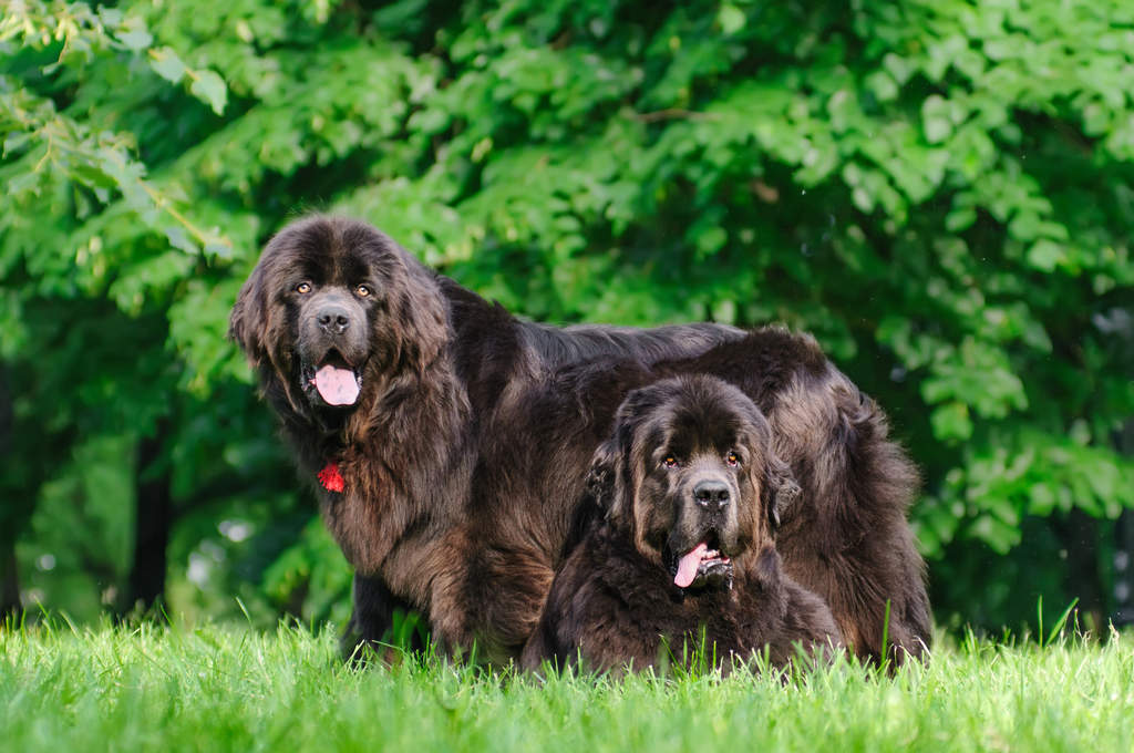 Newfoundland hund | Dog Breeds