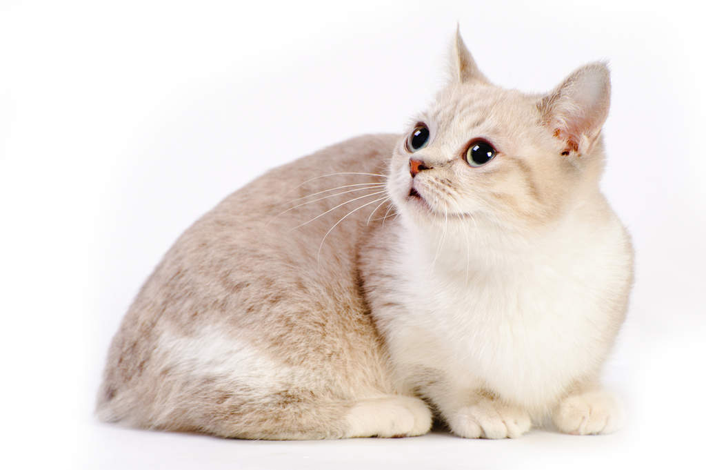 Munchkin kat | Cat Breeds