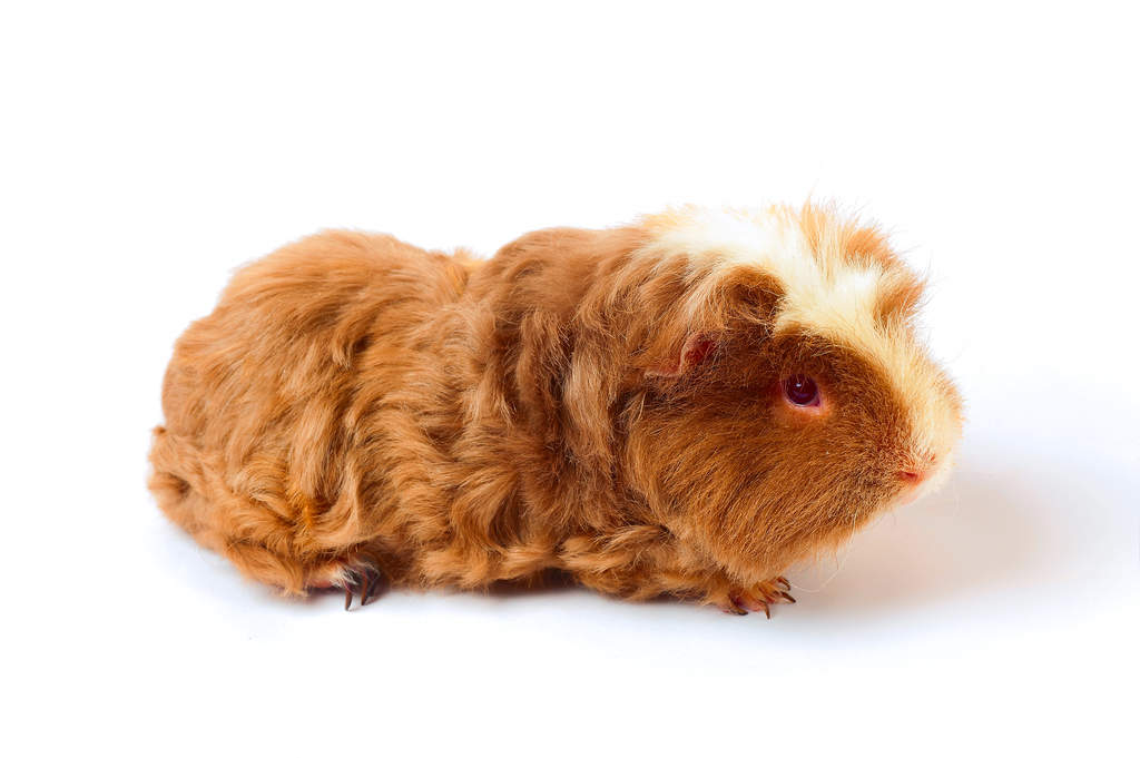 Merino marsvin | Merino For Sale | Guinea Pig Breeds