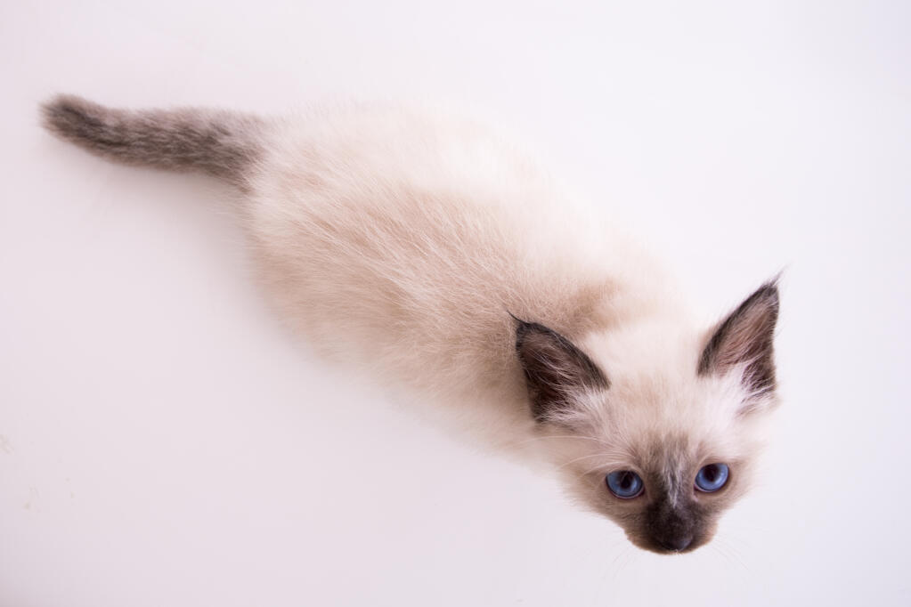 Birman kat | Cat Breeds