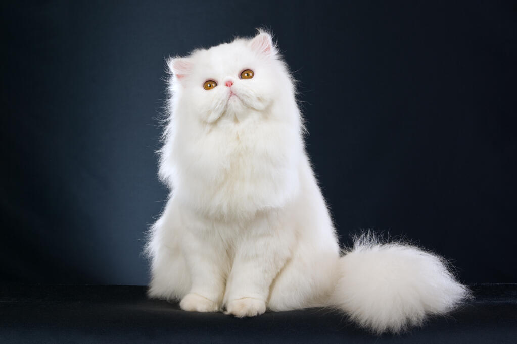 Persisk - Self kat | Cat Breeds