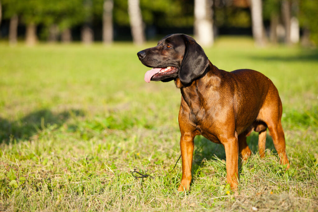 Bayersk bjerghund | Dog Breeds