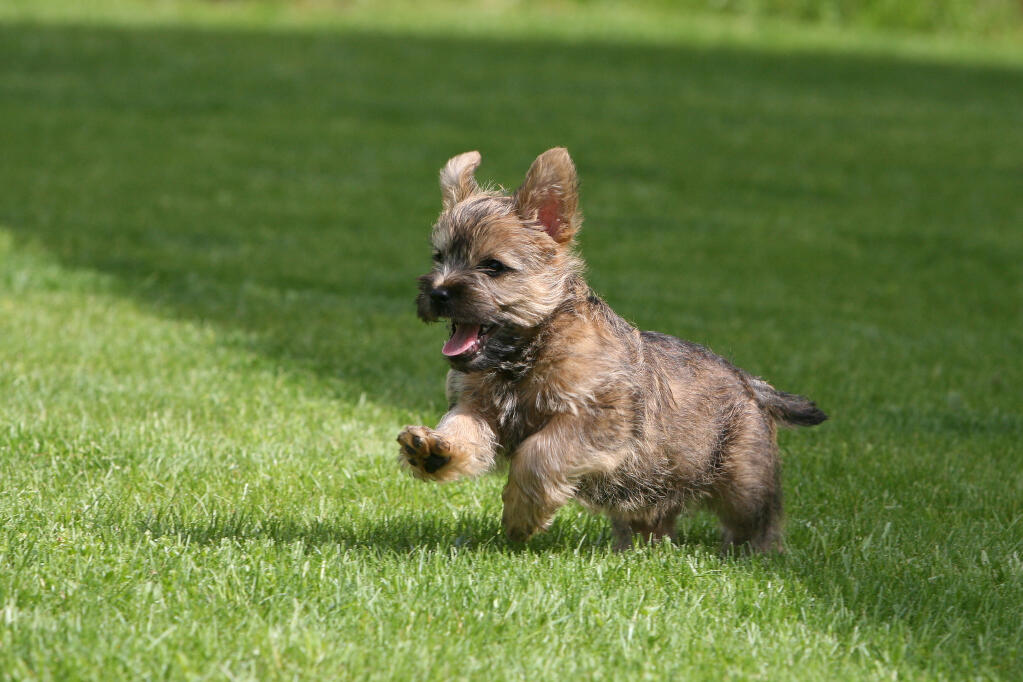 Cairn Terrier hund | Dog Breeds