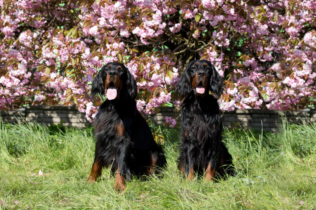 Gordon Setter Hund | Dog Breeds