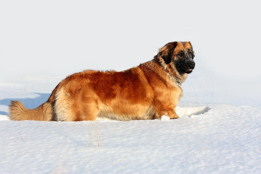 Leonberger hund | Dog Breeds