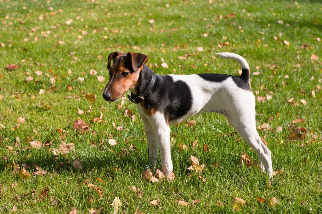 Fox Terrier (glat) hund | Dog Breeds