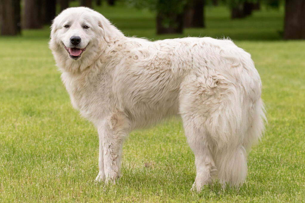 Maremma fårehund | Dog Breeds