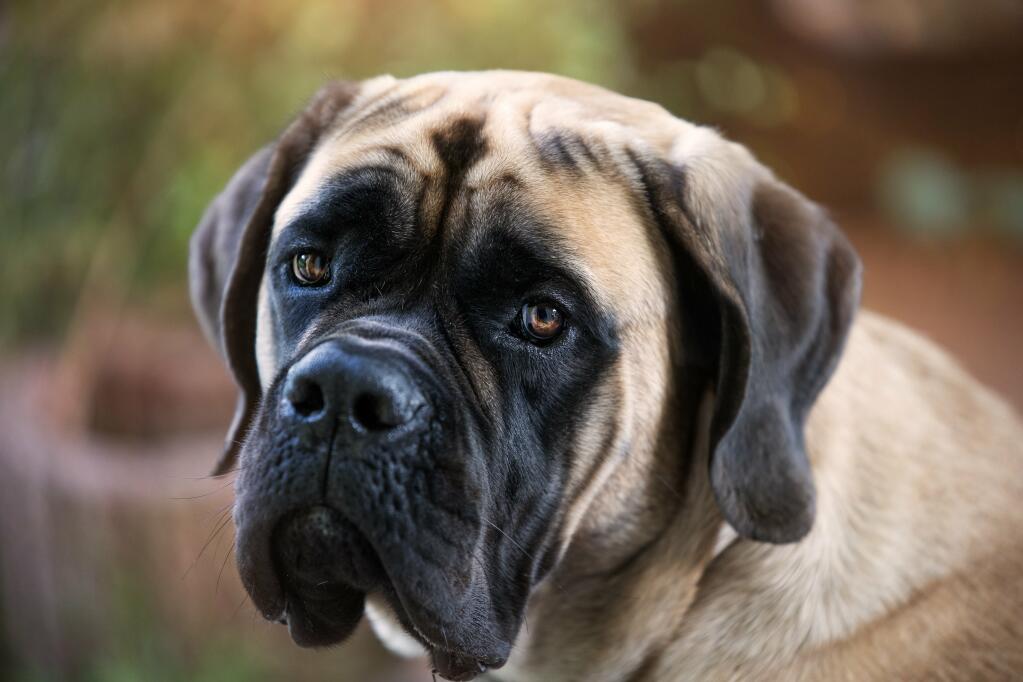 Mastiff hund | Dog Breeds