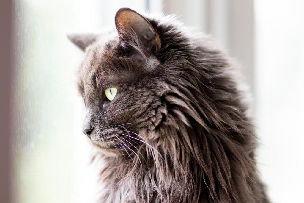 Nebelung kat | Cat Breeds