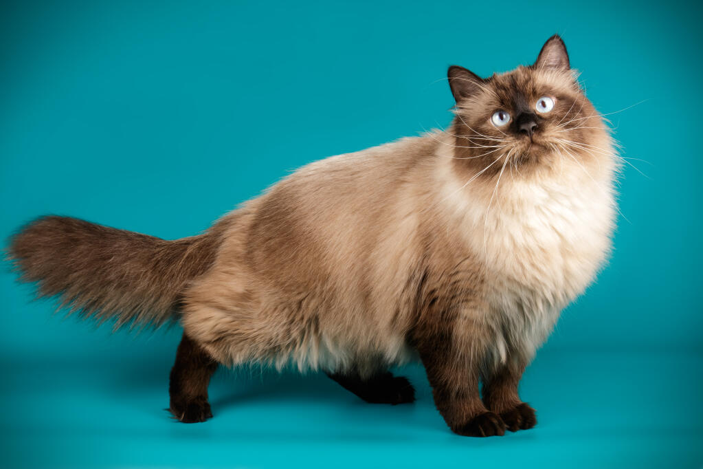 Neva Masquerade kat | Cat Breeds