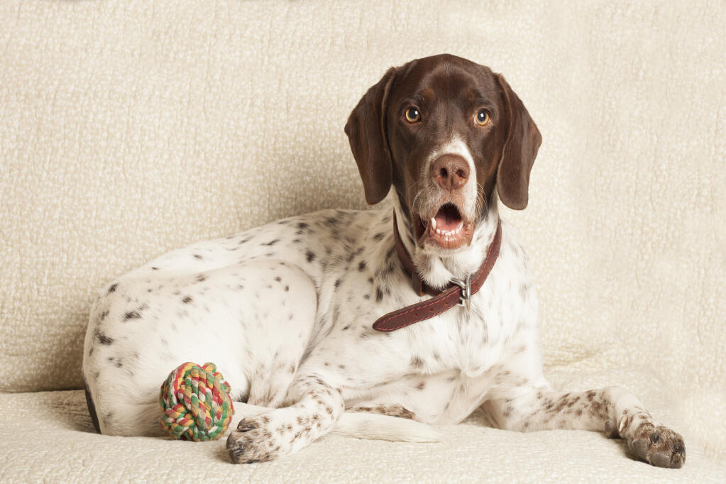 Pointer hund | Dog Breeds