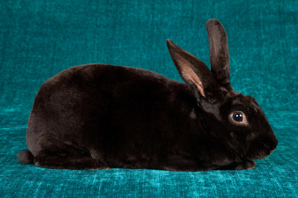 Rex kanin | Rex For Sale | Rabbit Breeds
