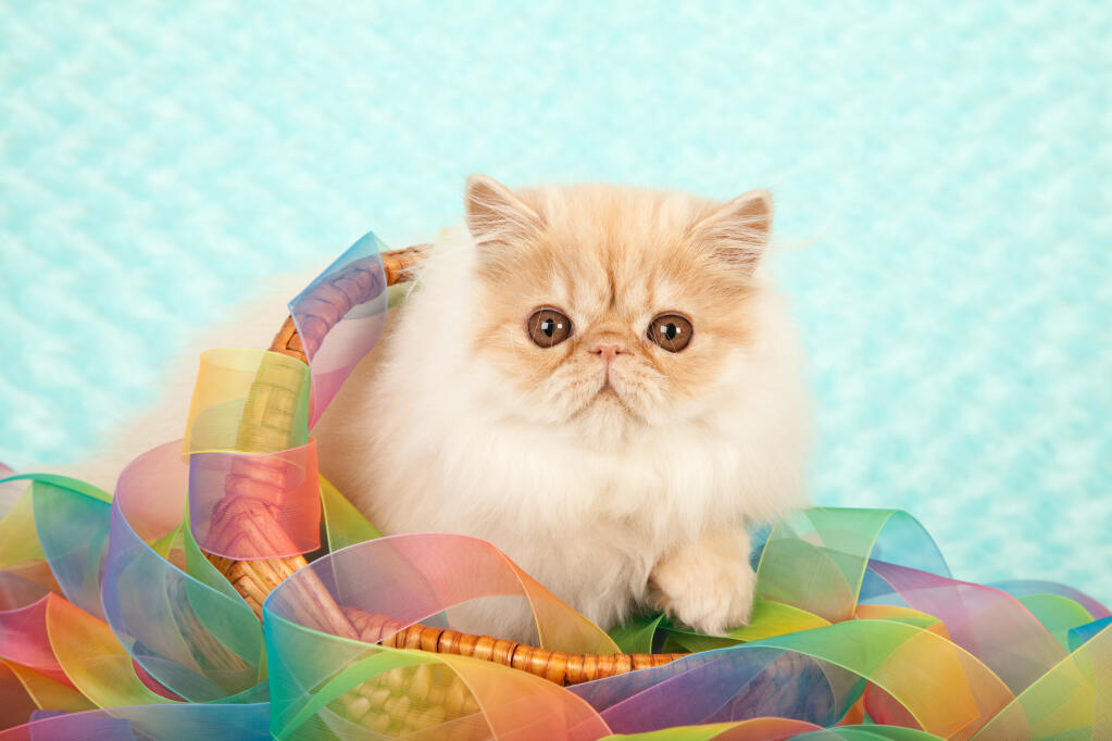 Persisk - Calico kat | Cat Breeds