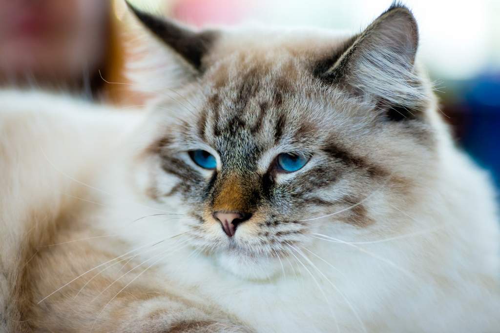 Ragamuffin kat | Cat Breeds