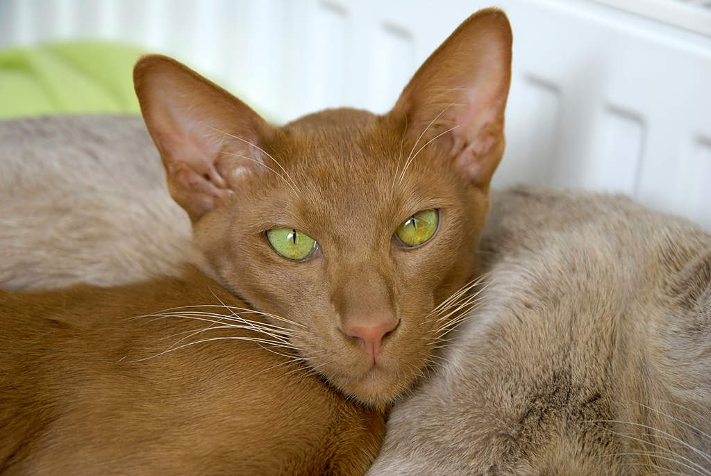 Orientalsk - Kanel og Fawn kat | Cat Breeds