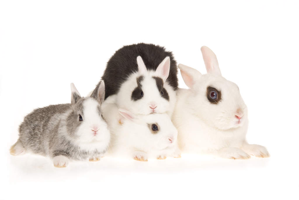 Blanc de Hotot kanin | Blanc de Hotot For Sale | Rabbit Breeds