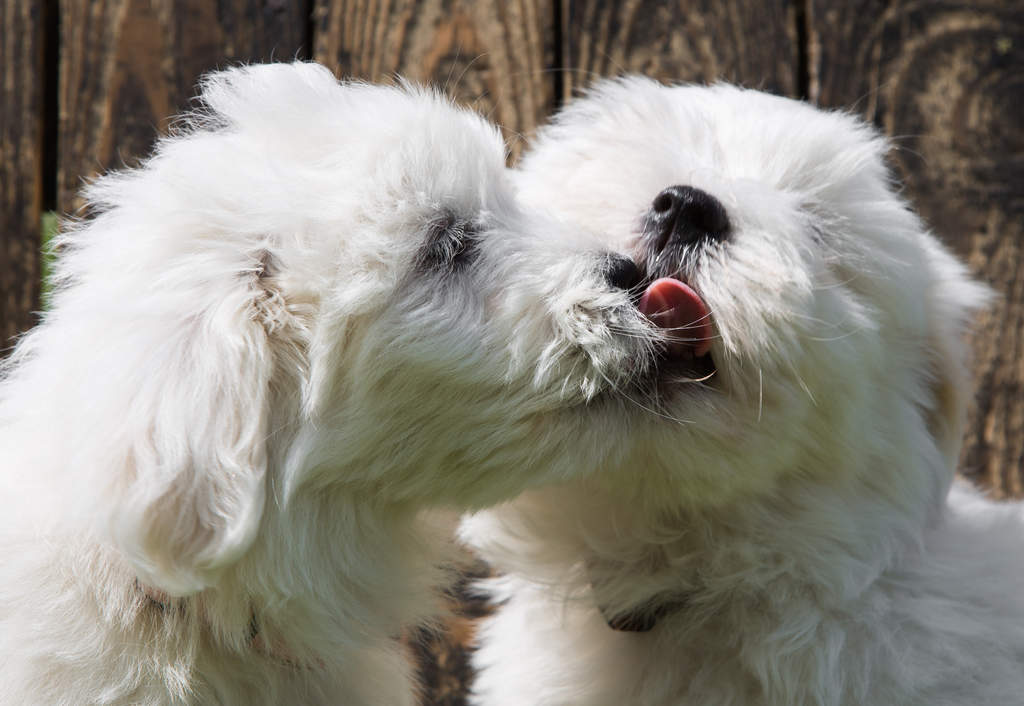 Coton De Tulear hund | Dog Breeds