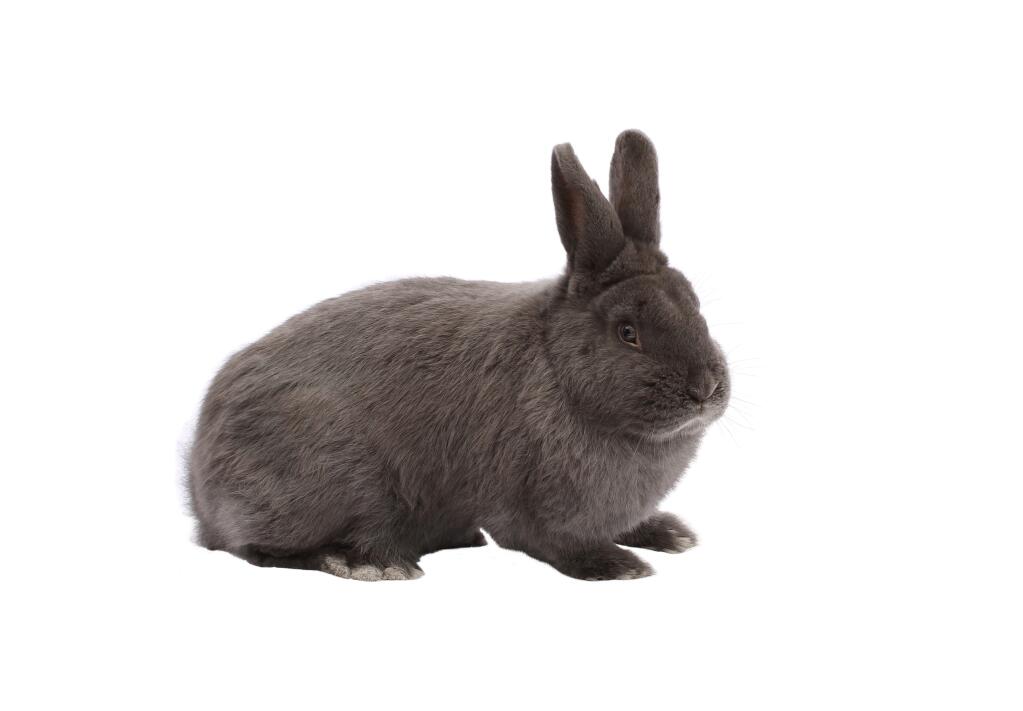 Wien blå kanin | Vienna Blue For Sale | Rabbit Breeds