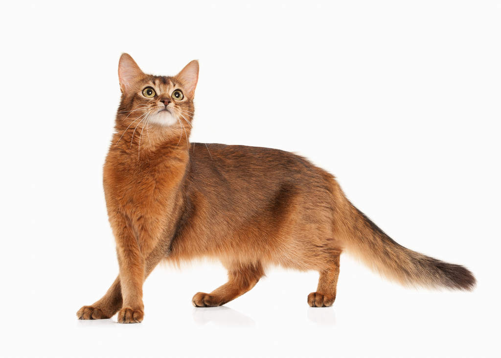 Somalisk kat | Cat Breeds
