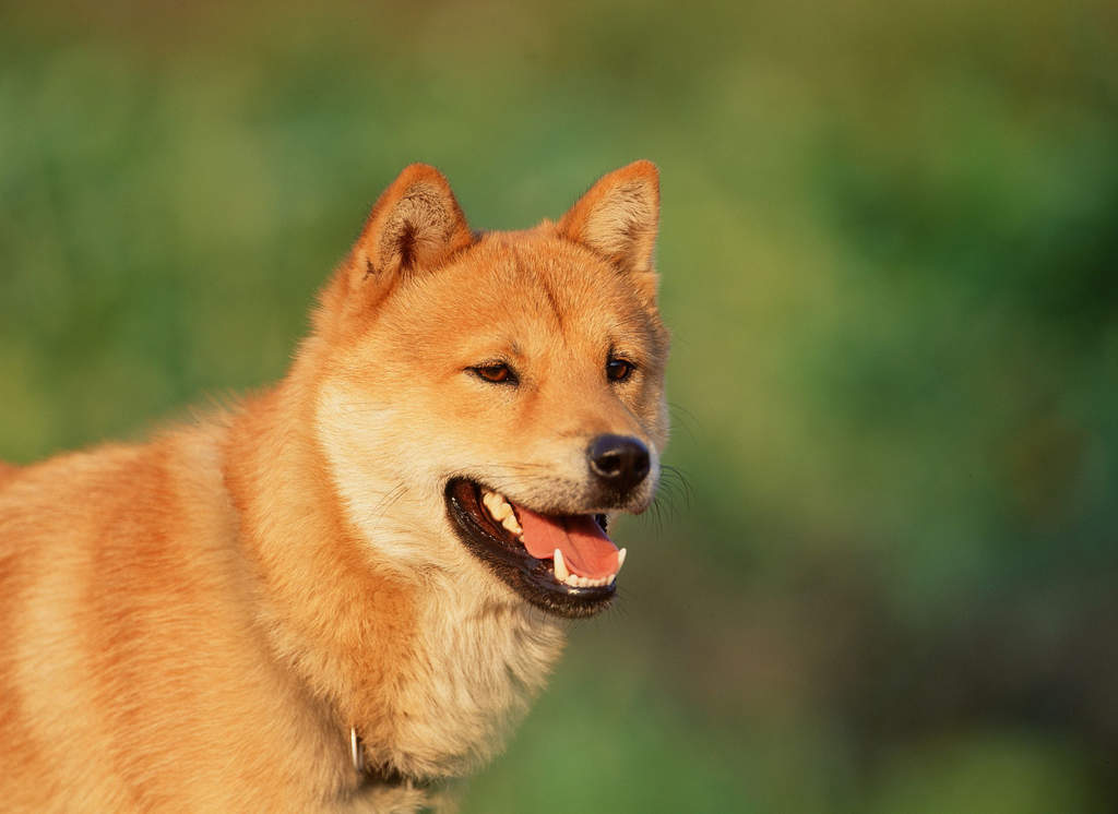 Koreansk Jindo hund | Dog Breeds