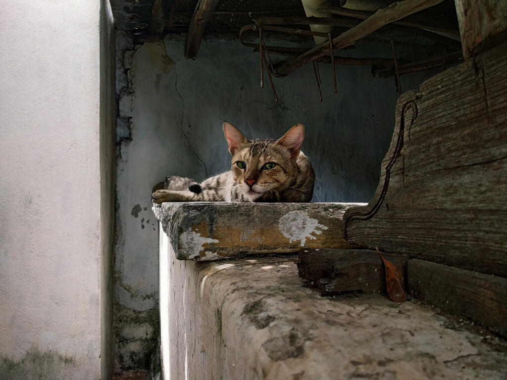 Sokoke kat | Cat Breeds