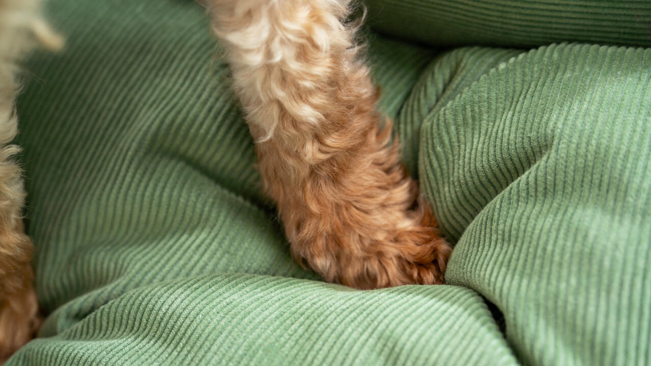 Rede-seng til hunde | Omlet