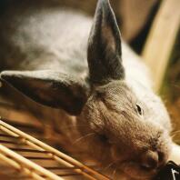 Sølvrævekanin | Silver Fox For Sale | Rabbit Breeds