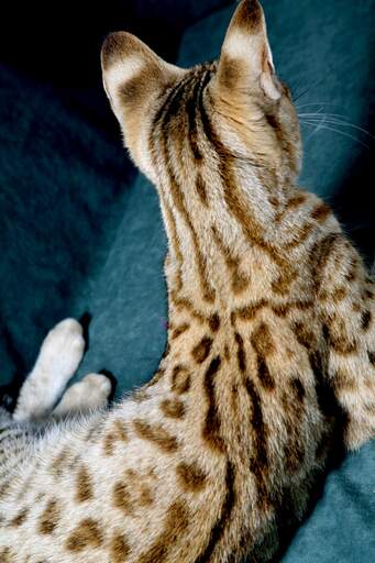 Savannah kat | Cat Breeds