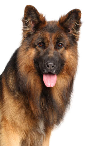 Schæferhund | Dog Breeds