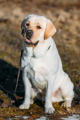 Labrador Retriever hund | Dog Breeds