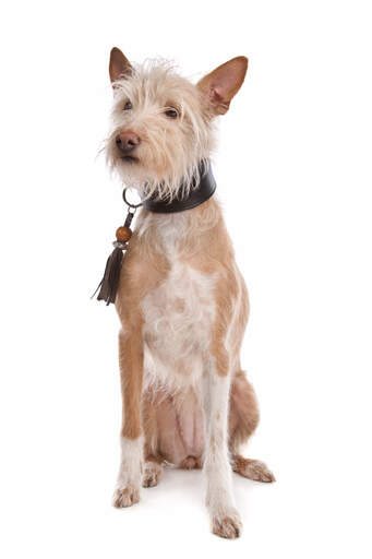 Portugisisk Podengo-hund | Dog Breeds