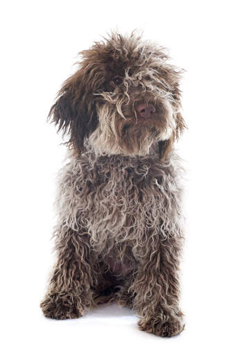 Lagotto Romagnolo hund | Dog Breeds