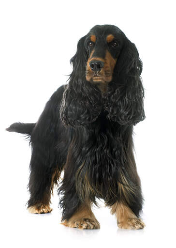 Cocker Spaniel (engelsk) hund | Dog Breeds