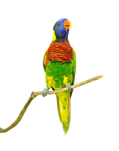 Regnbuelori papegøje | Parrot Breeds