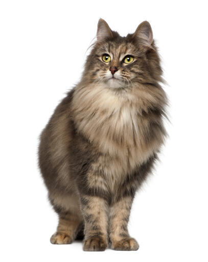 Norsk skovkat | Cat Breeds