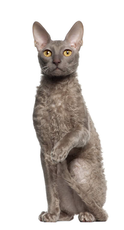 Cornish Rex kat | Cat Breeds