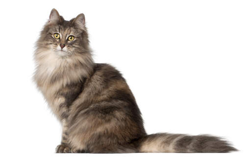 Norsk skovkat | Cat Breeds