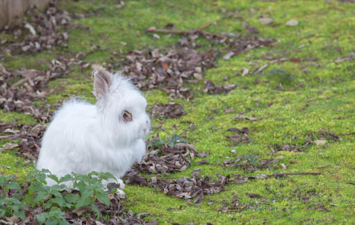 Angora kanin | Angora For Sale | Rabbit Breeds