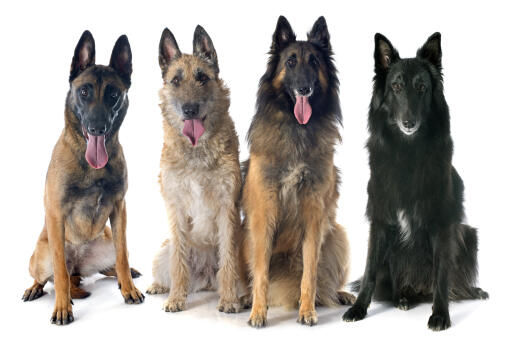Belgisk hyrdehund (Groenendael) | Dog Breeds
