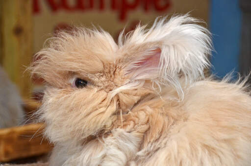 Angora kanin | Angora For Sale | Rabbit Breeds