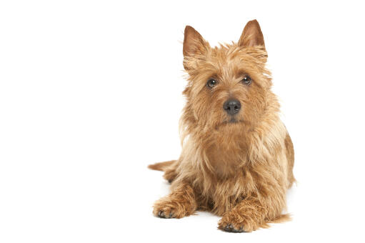 Australsk Terrier hund | Dog Breeds