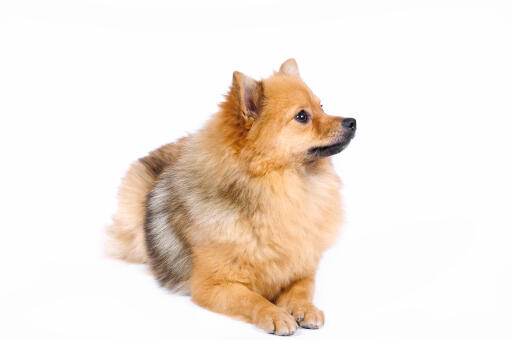 Tysk Spitz (Klein) hund | Dog Breeds