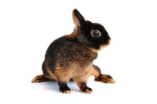 Tan kanin | Tan For Sale | Rabbit Breeds