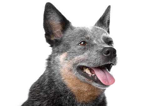 Australsk kvæghund | Dog Breeds