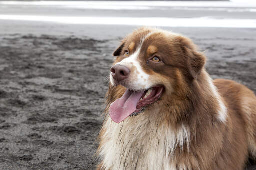 Australsk hyrdehund | Dog Breeds